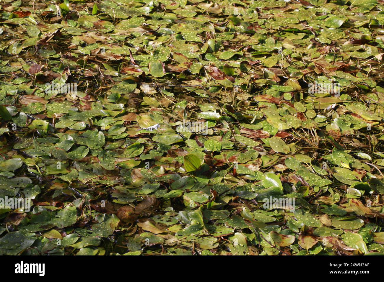 floating-leaved pondweed (Potamogeton natans) Plantae Stock Photo - Alamy
