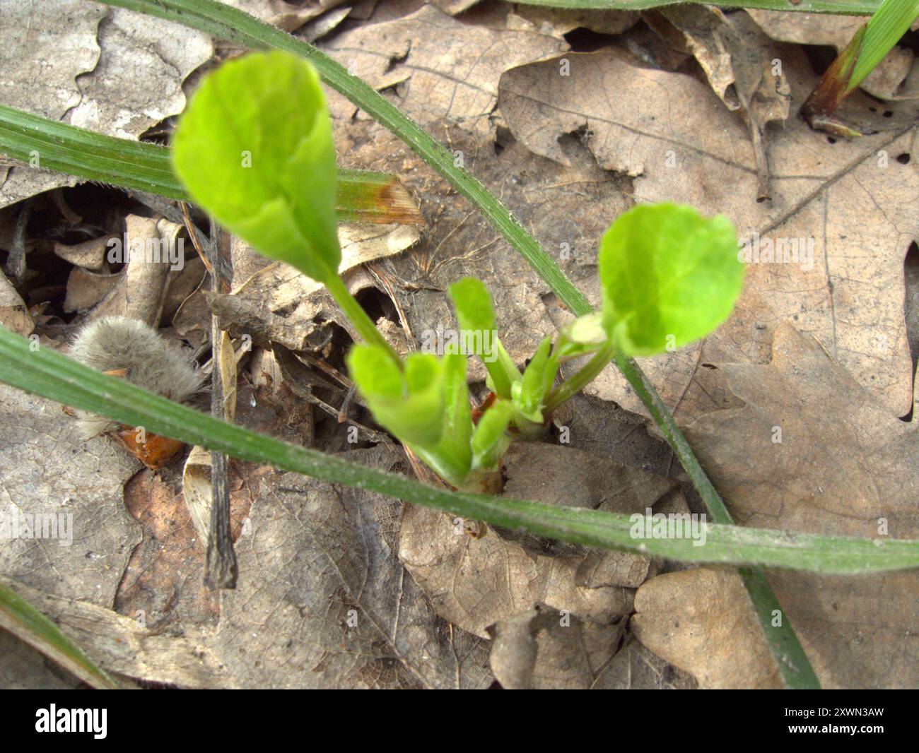 Broad-leaved Violet (Viola mirabilis) Plantae Stock Photo - Alamy