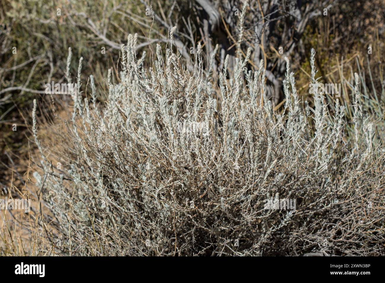 Winterfat (Krascheninnikovia lanata) Plantae Stock Photo - Alamy