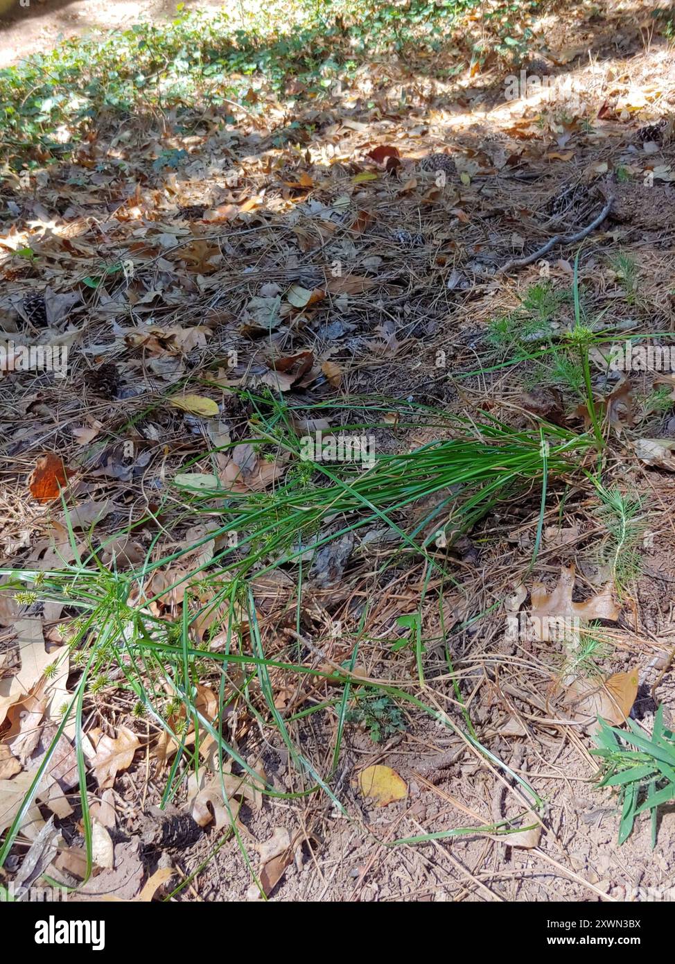 Baldwin's Flatsedge (Cyperus croceus) Plantae Stock Photo - Alamy