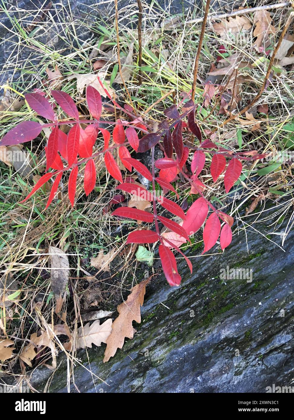 shining sumac (Rhus copallinum) Plantae Stock Photo - Alamy
