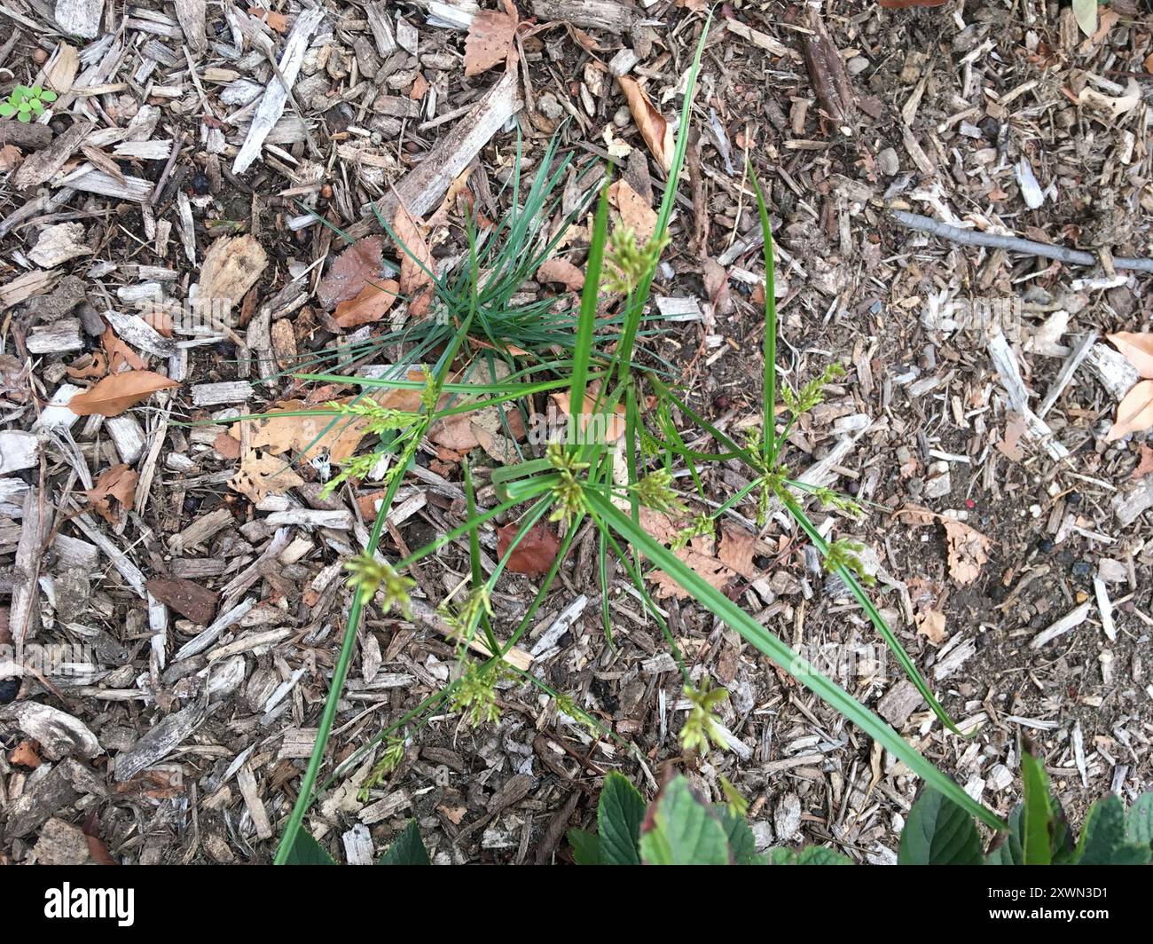 Rice flat-sedge (Cyperus iria) Plantae Stock Photo - Alamy