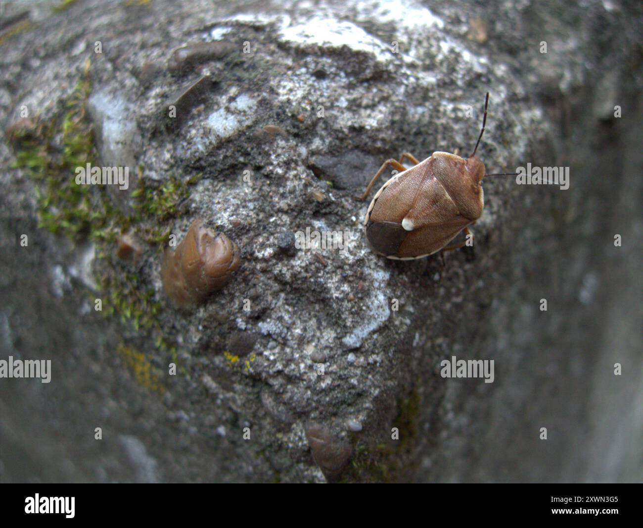 (Chlorochroa pinicola) Insecta Stock Photo - Alamy