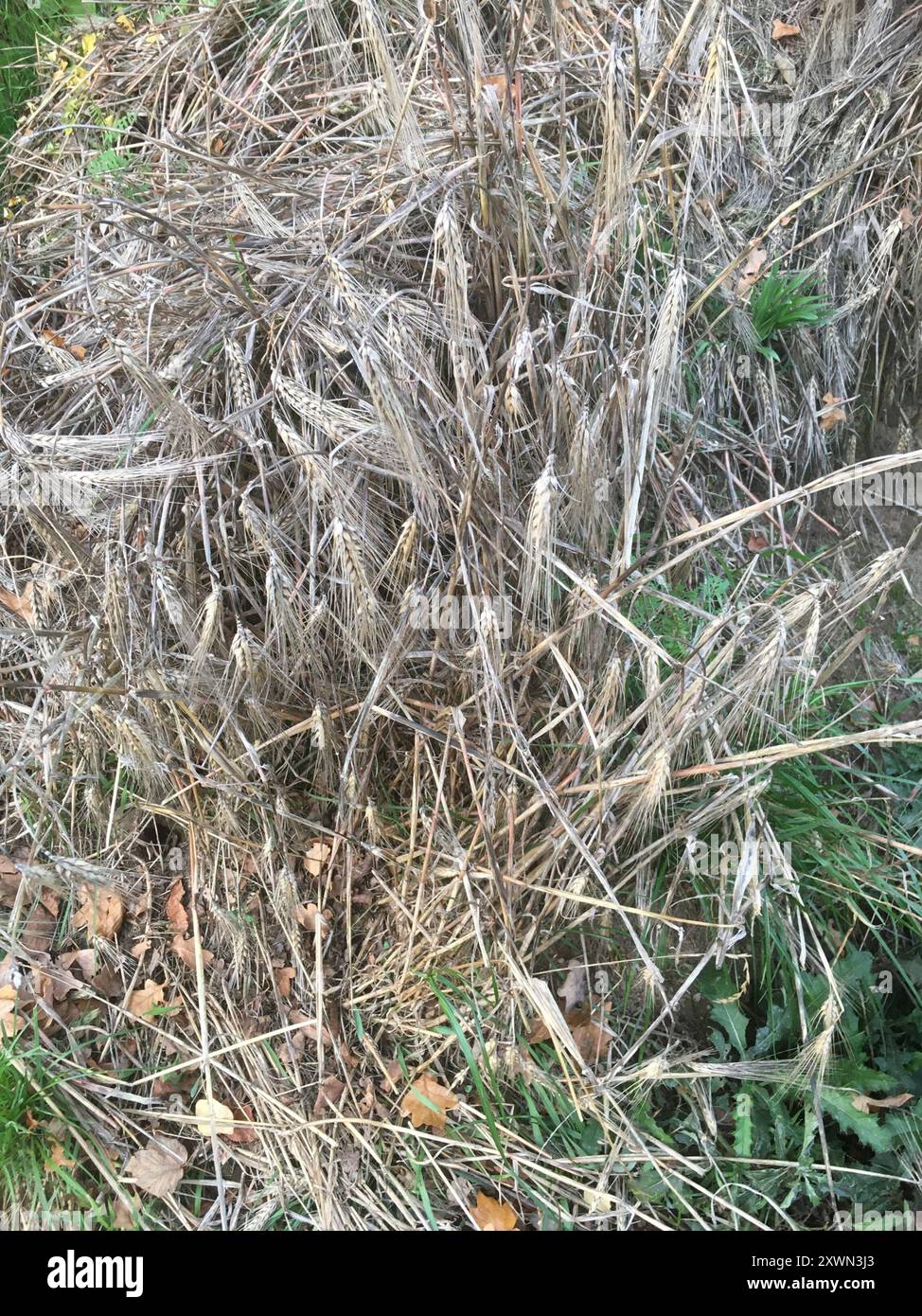 Common Barley (Hordeum vulgare) Plantae Stock Photo - Alamy