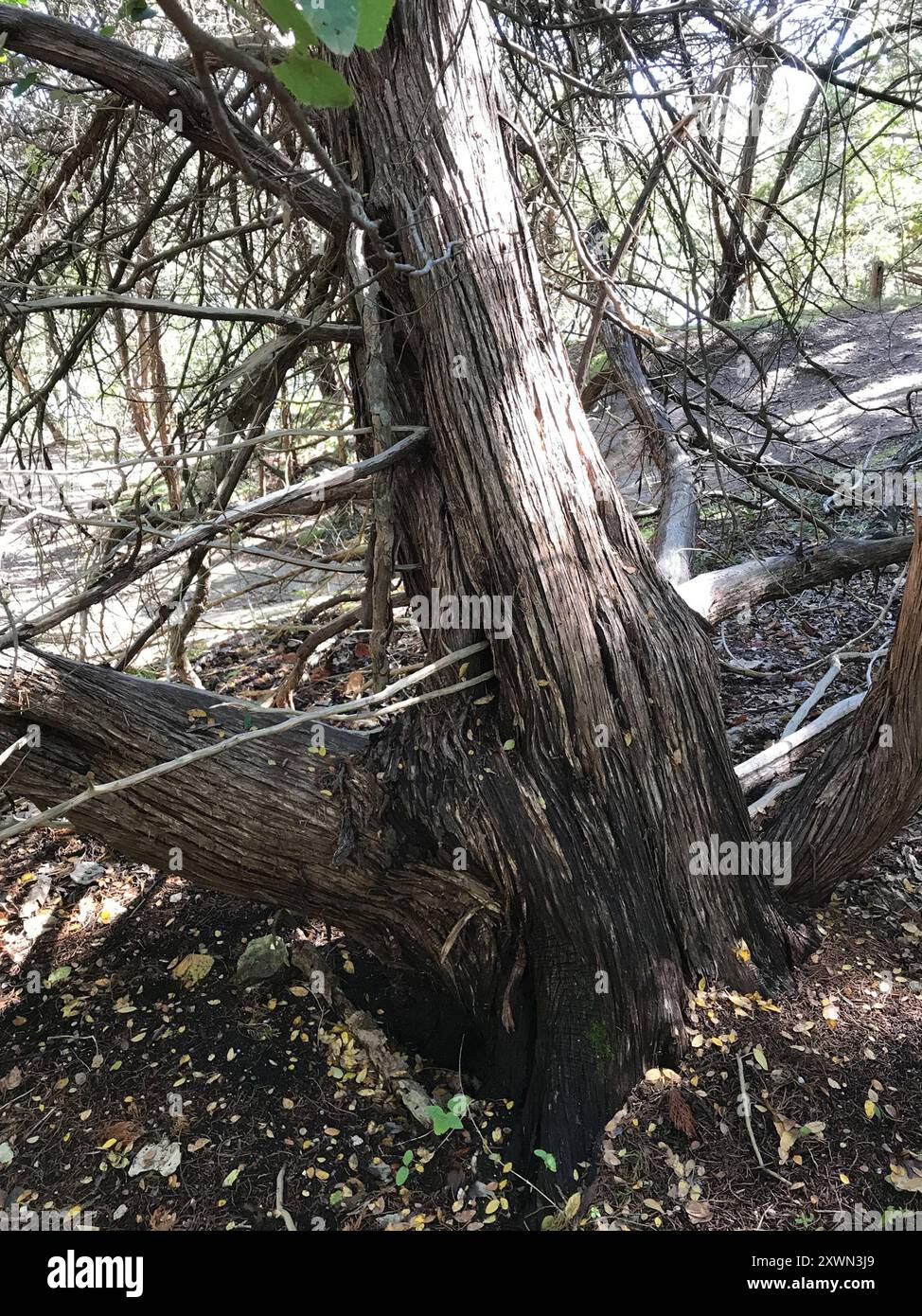 Ashe juniper (Juniperus ashei) Plantae Stock Photo - Alamy
