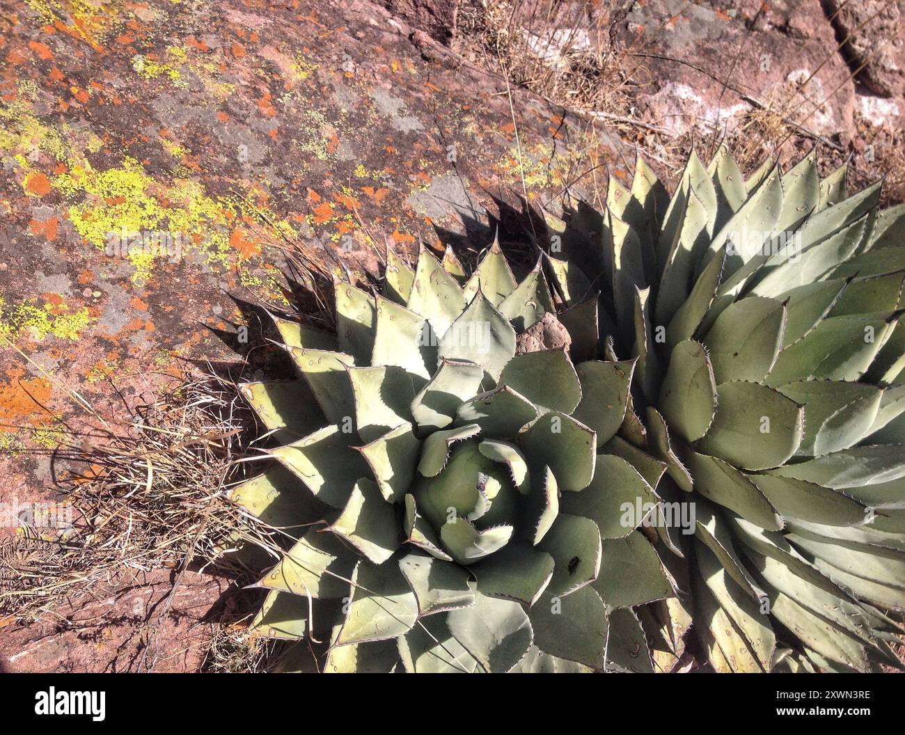 Parry's agave (Agave parryi) Plantae Stock Photo - Alamy