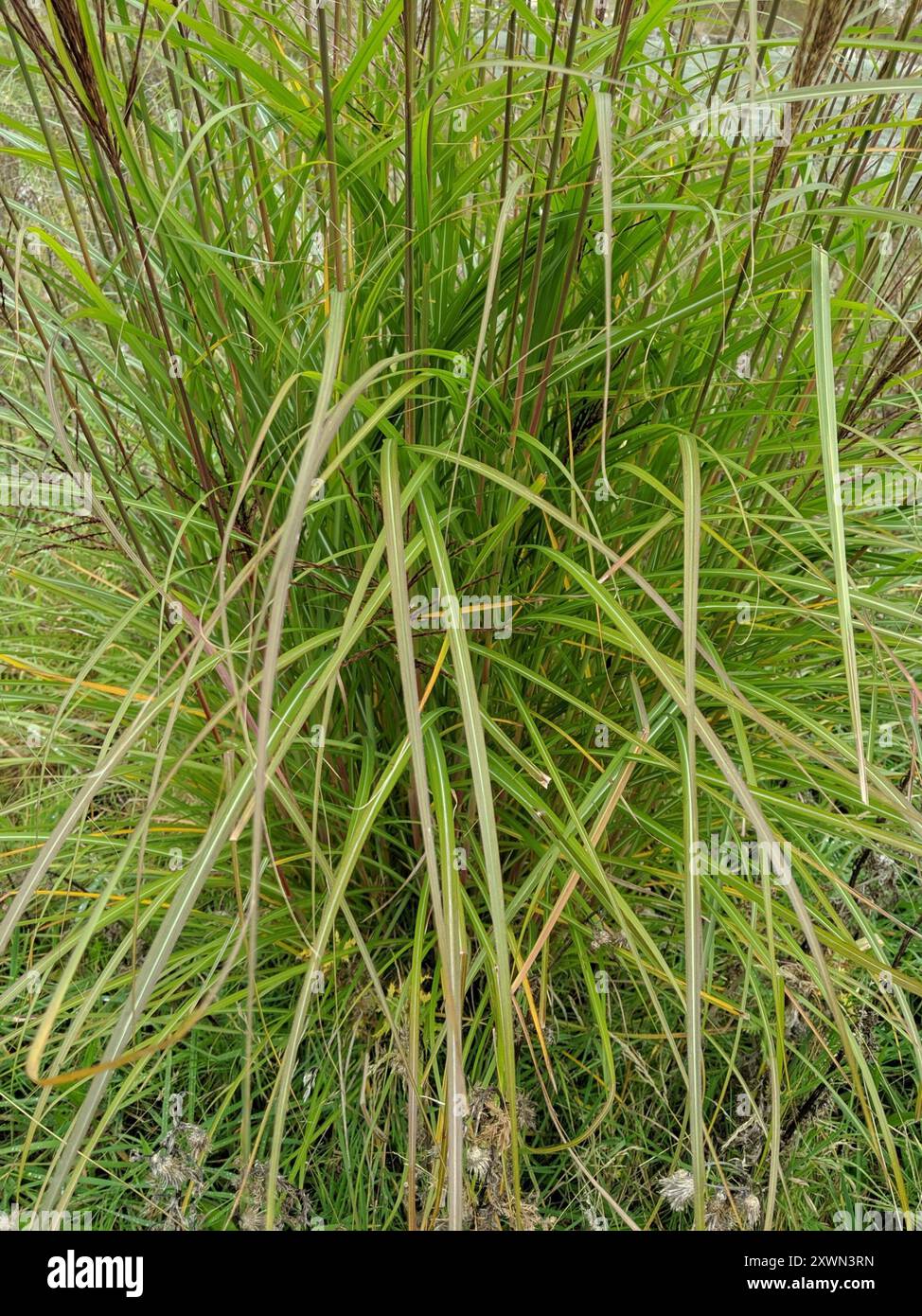 grasses (Poaceae) Plantae Stock Photo - Alamy