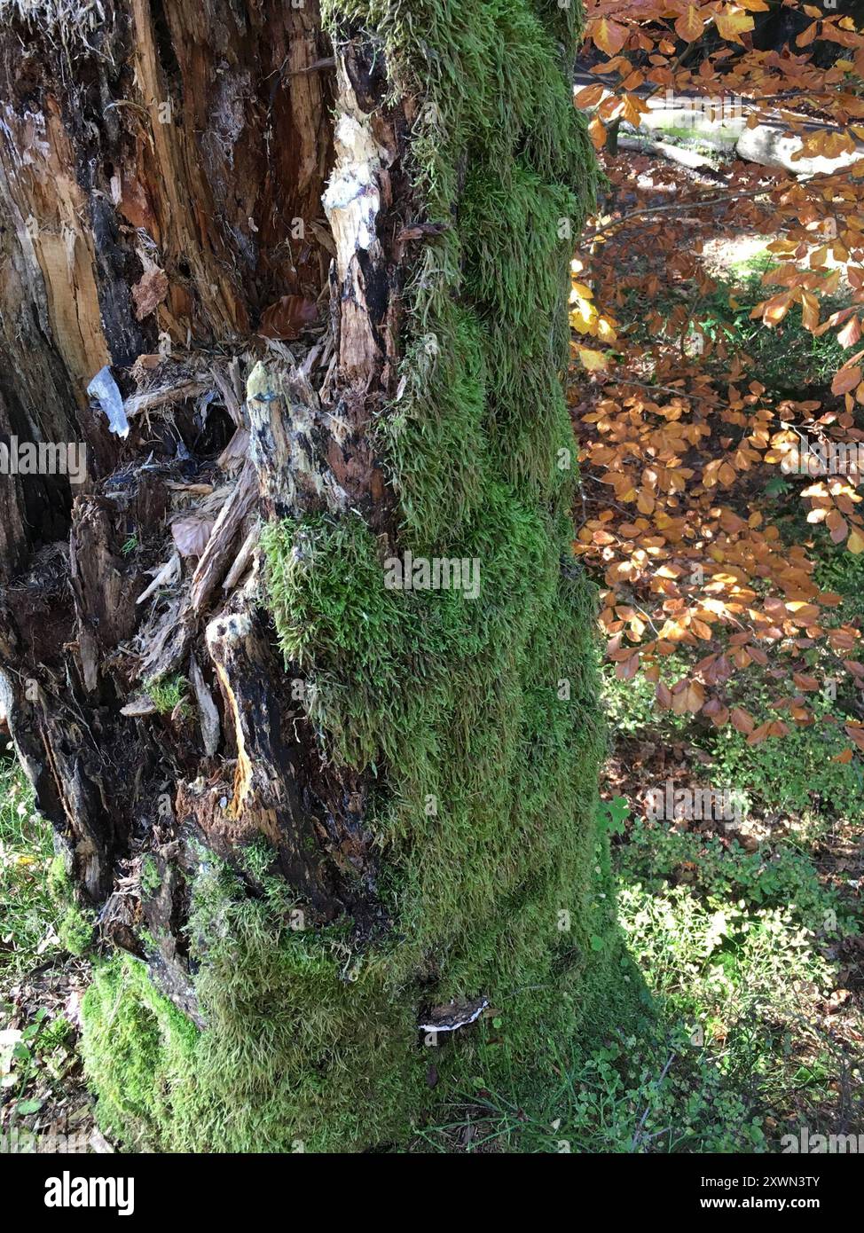 Larger Mouse-tail Moss (Isothecium alopecuroides) Plantae Stock Photo ...