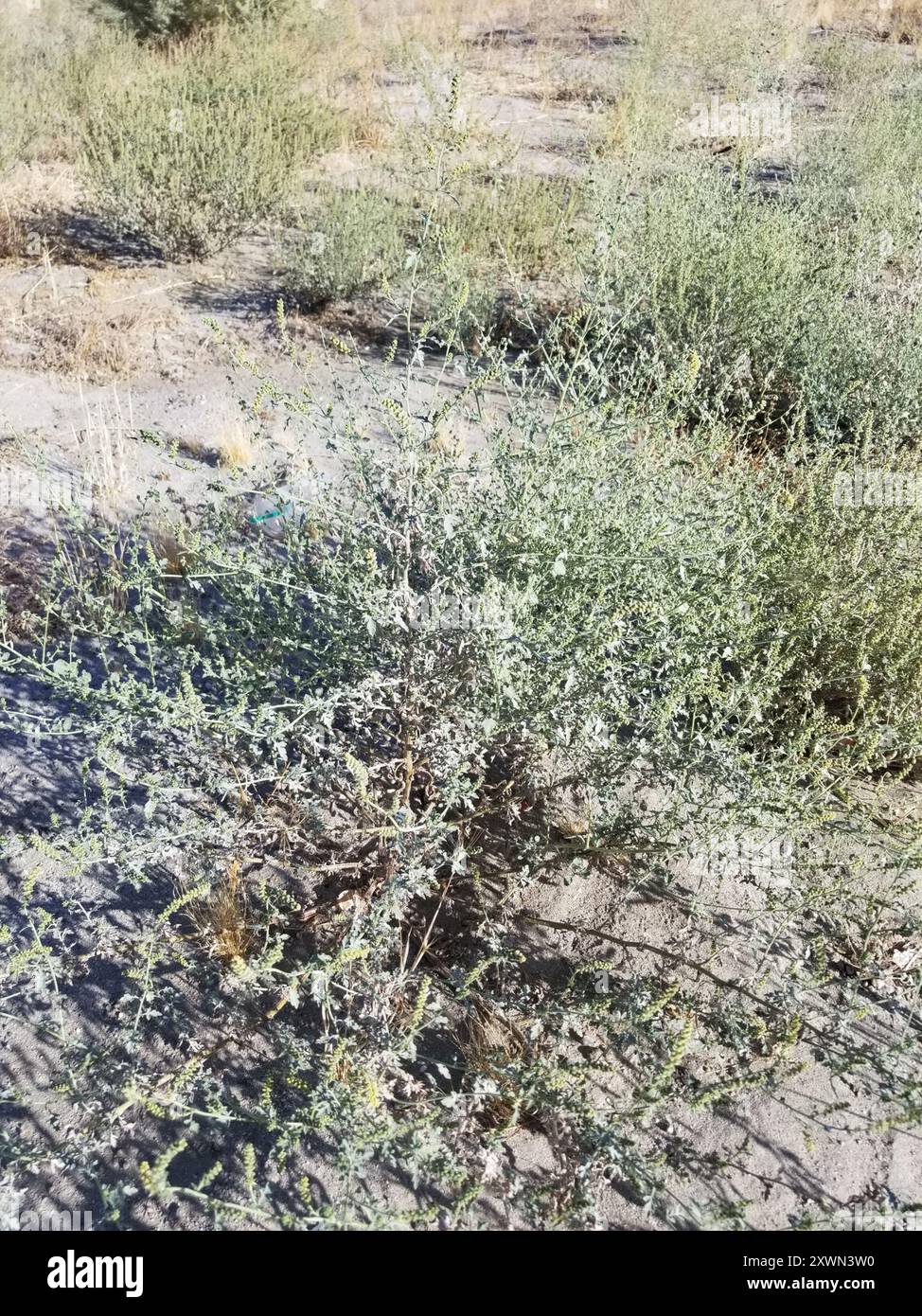 Burrobush (Ambrosia dumosa) Plantae Stock Photo - Alamy
