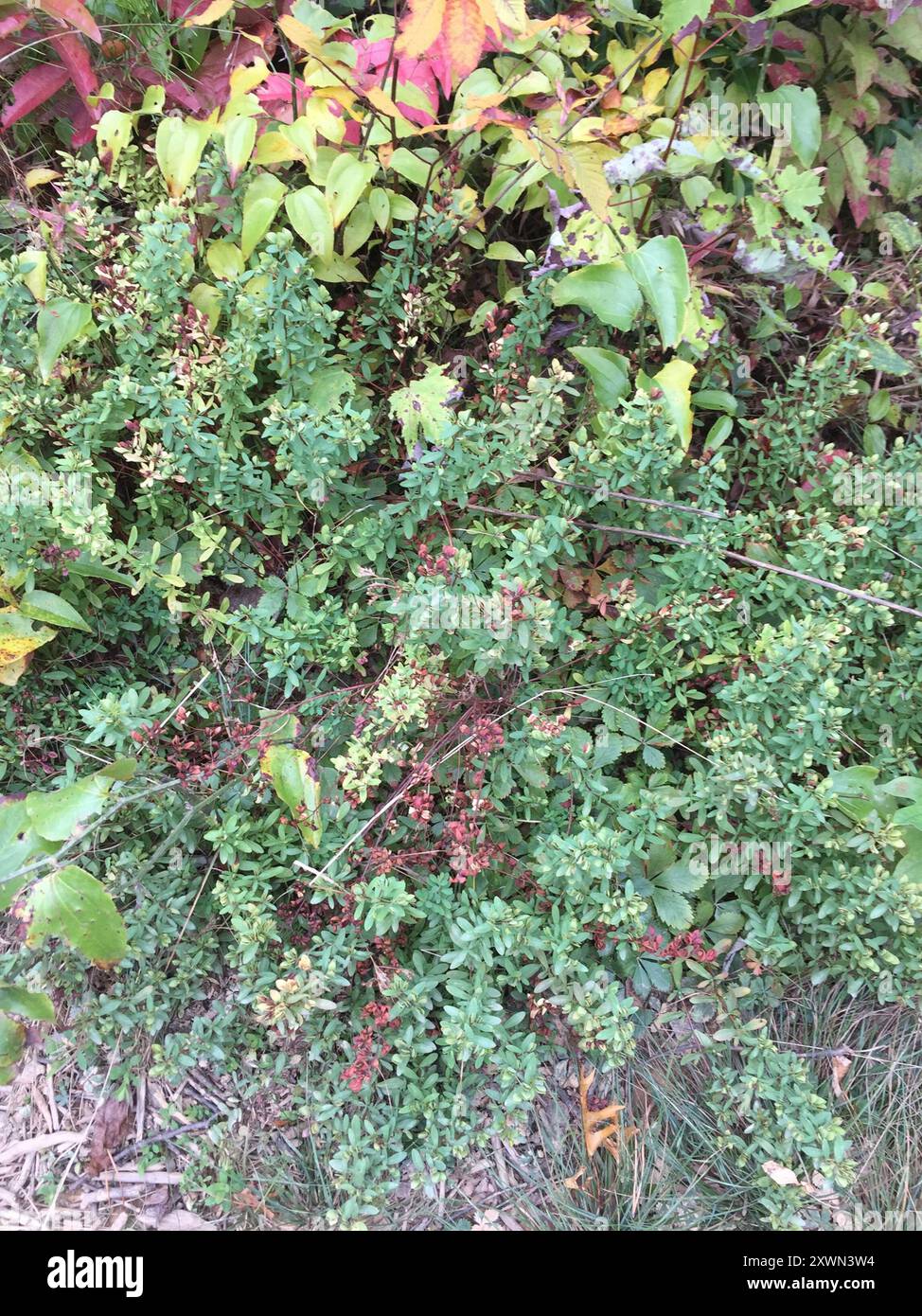 low St. John's wort (Hypericum stragulum) Plantae Stock Photo - Alamy