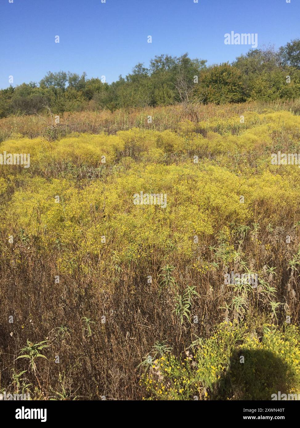 prairie broomweed (Amphiachyris dracunculoides) Plantae Stock Photo - Alamy