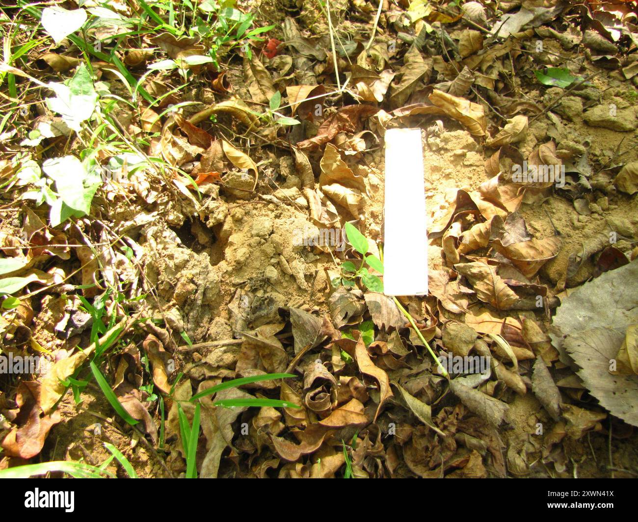 Eastern Mole (Scalopus aquaticus) Mammalia Stock Photo - Alamy