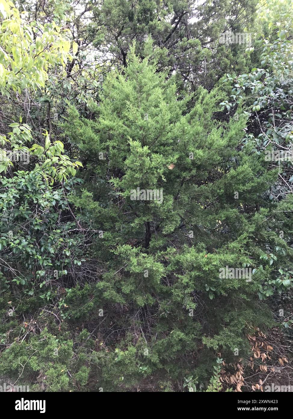 Ashe juniper (Juniperus ashei) Plantae Stock Photo - Alamy