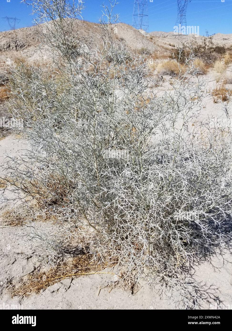 Smoke Tree (Psorothamnus spinosus) Plantae Stock Photo - Alamy