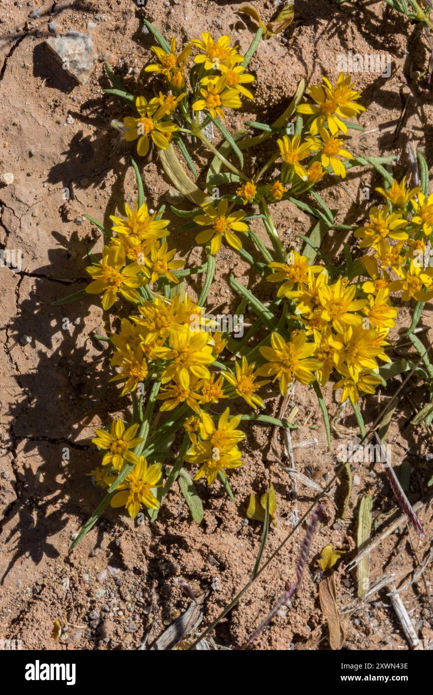 Chinchweed (Pectis papposa) Plantae Stock Photo - Alamy