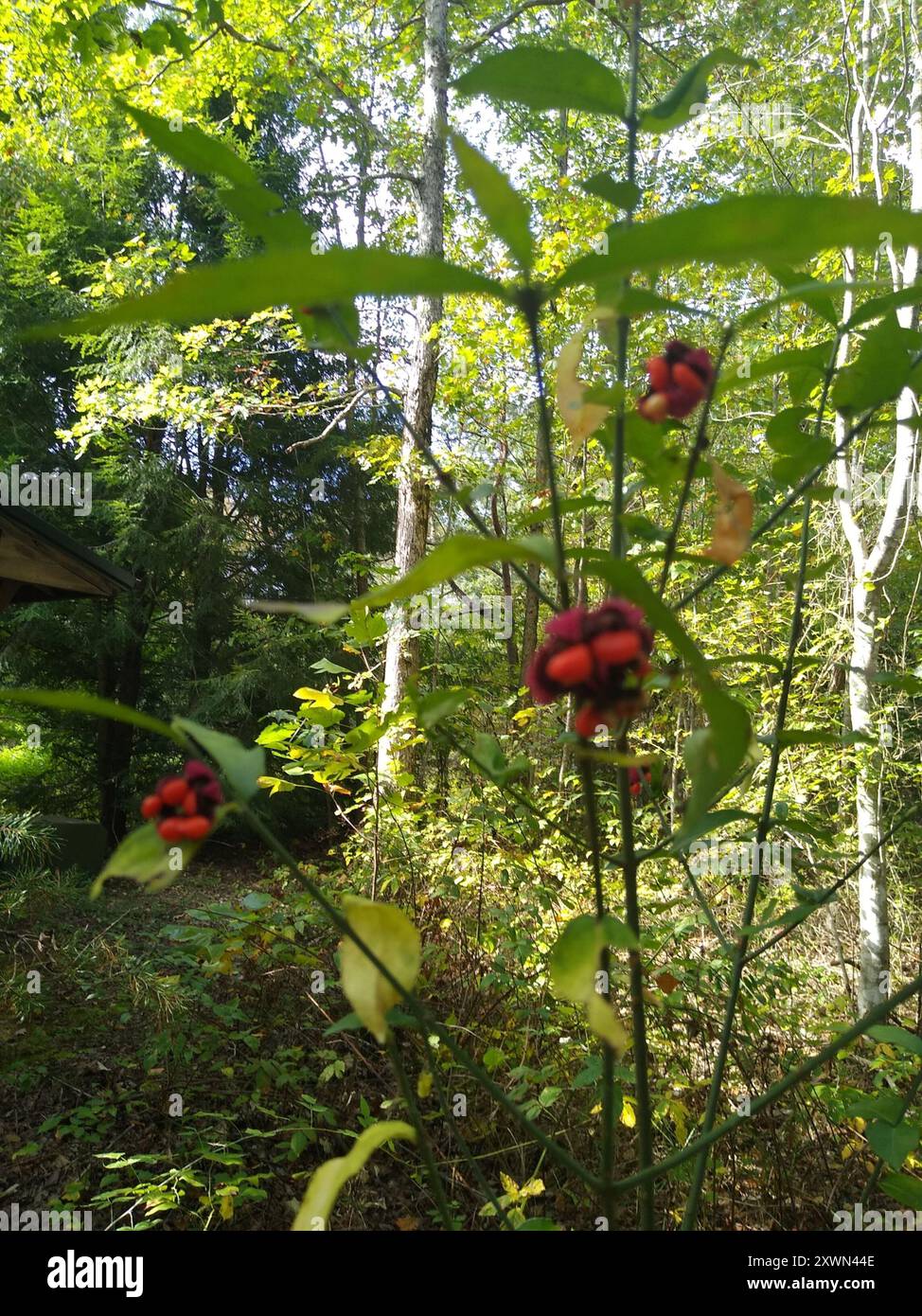 strawberry bush (Euonymus americanus) Plantae Stock Photo - Alamy