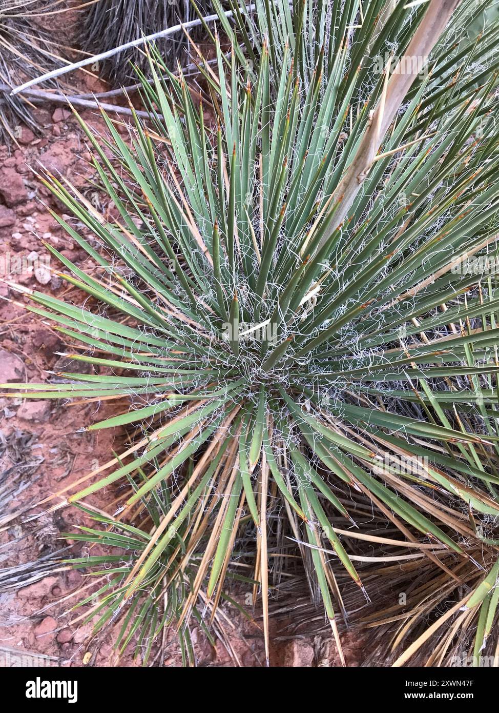 Narrowleaf Yucca (Yucca angustissima) Plantae Stock Photo - Alamy