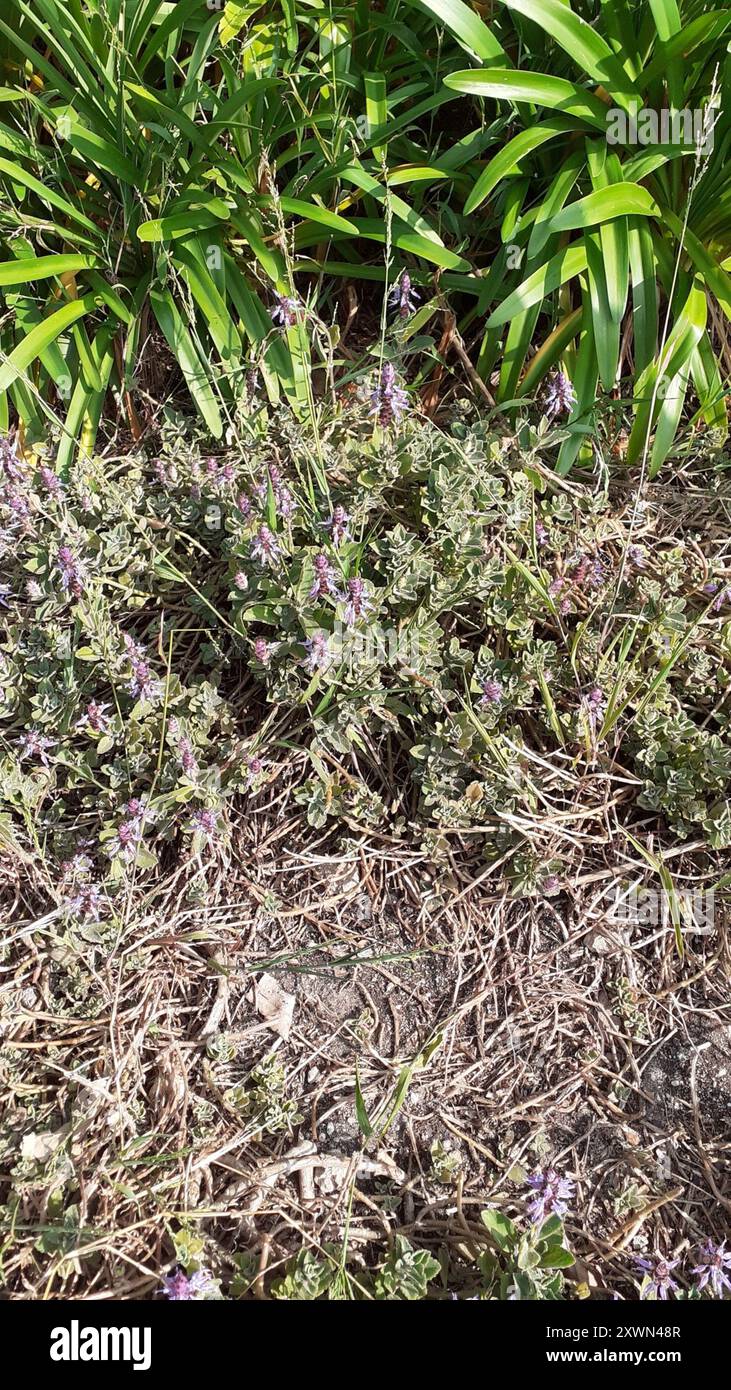 Ehrharta erecta hi-res stock photography and images - Alamy