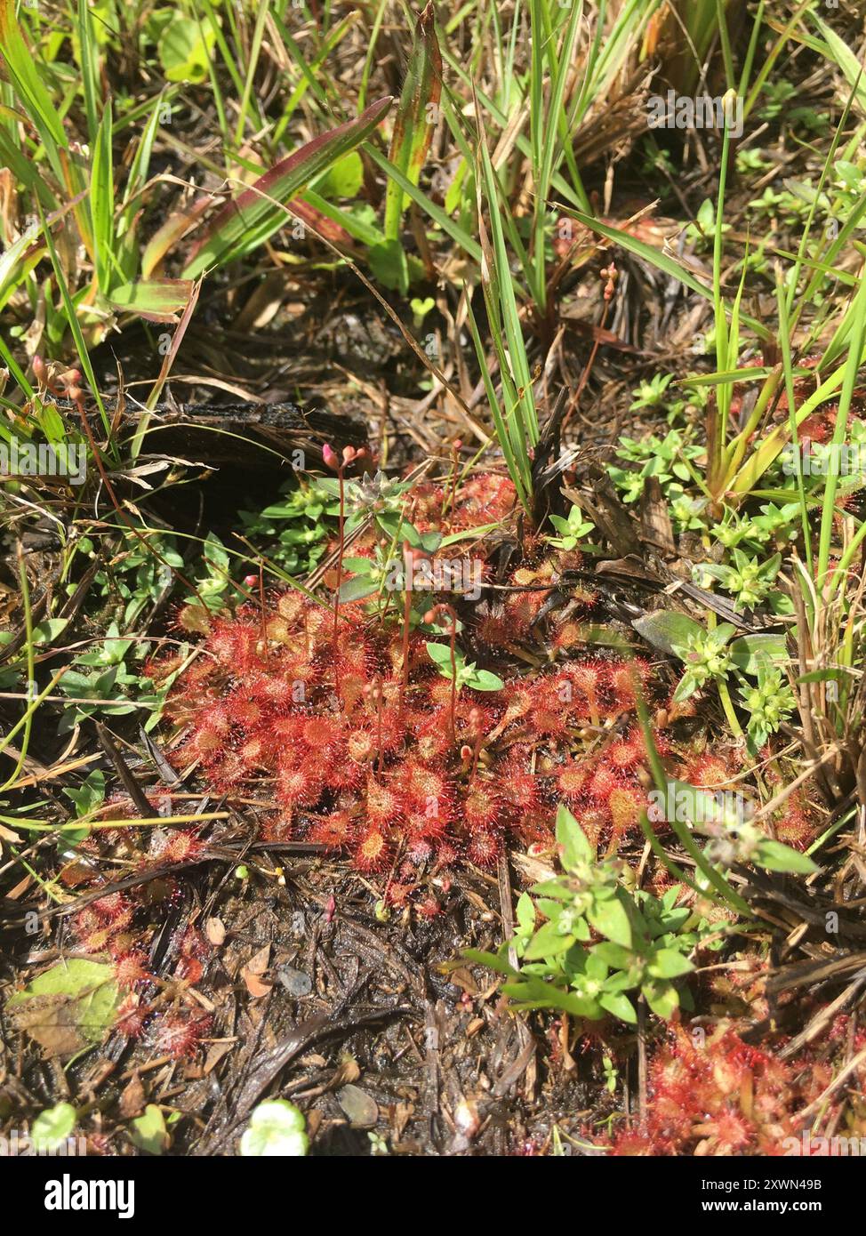 Pink Sundew (Drosera capillaris) Plantae Stock Photo - Alamy