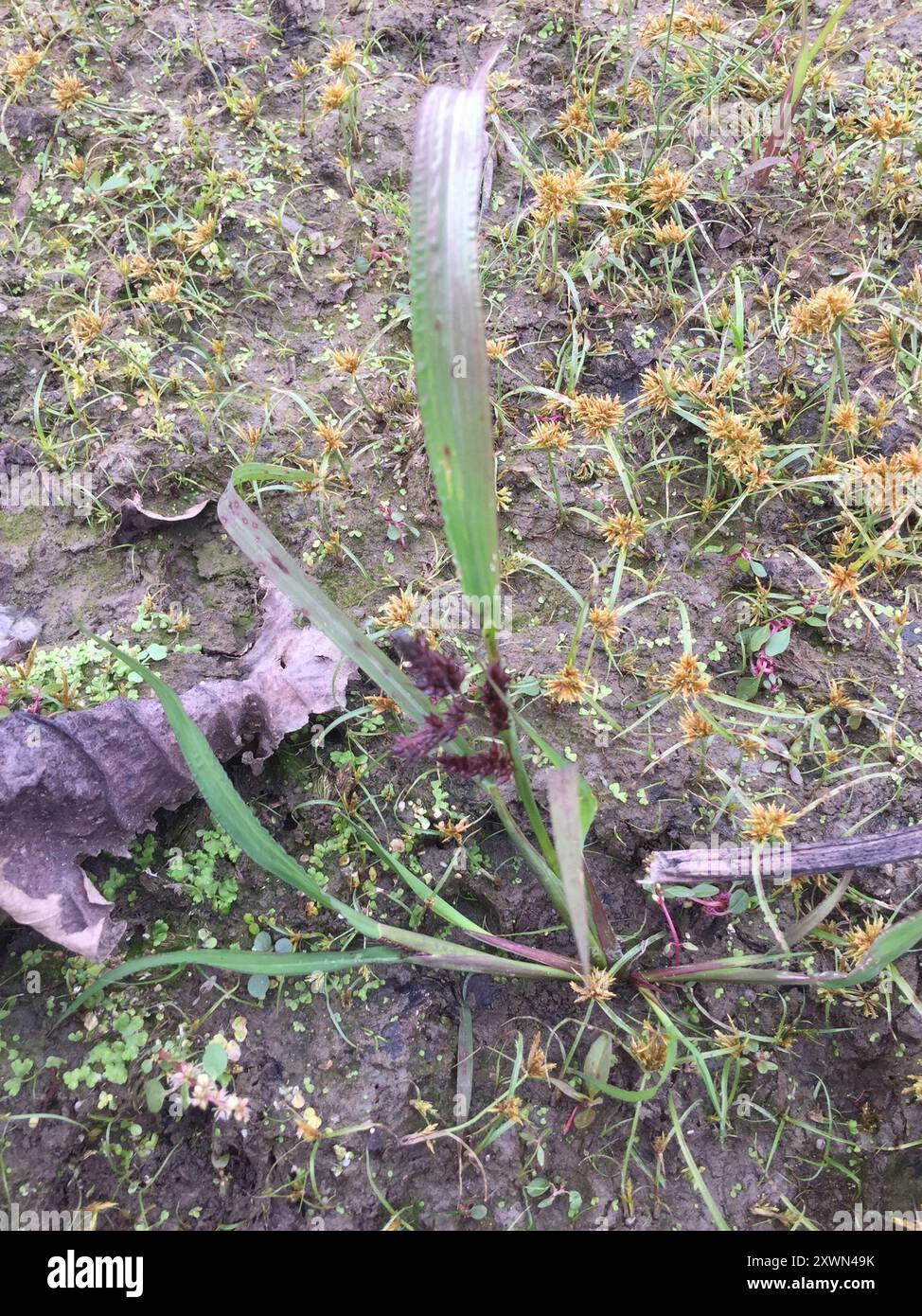 Barnyard Grasses (Echinochloa) Plantae Stock Photo - Alamy