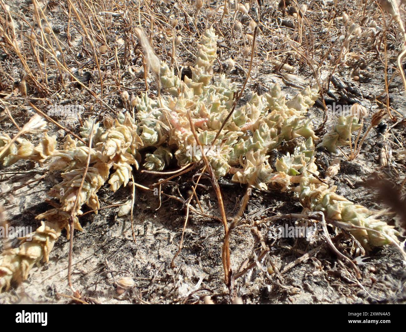 brittlescale (Atriplex depressa) Plantae Stock Photo - Alamy