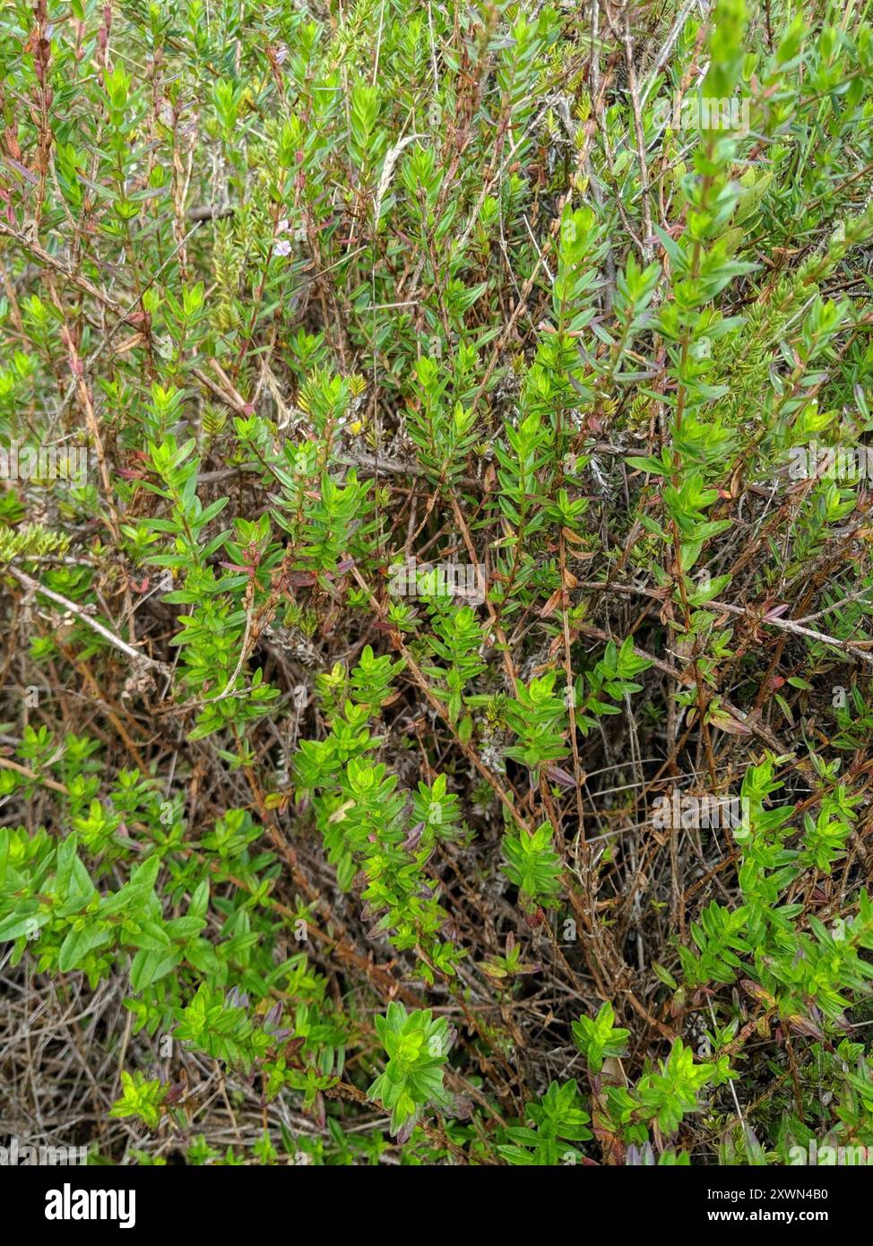pukamole (Lythrum maritimum) Plantae Stock Photo - Alamy