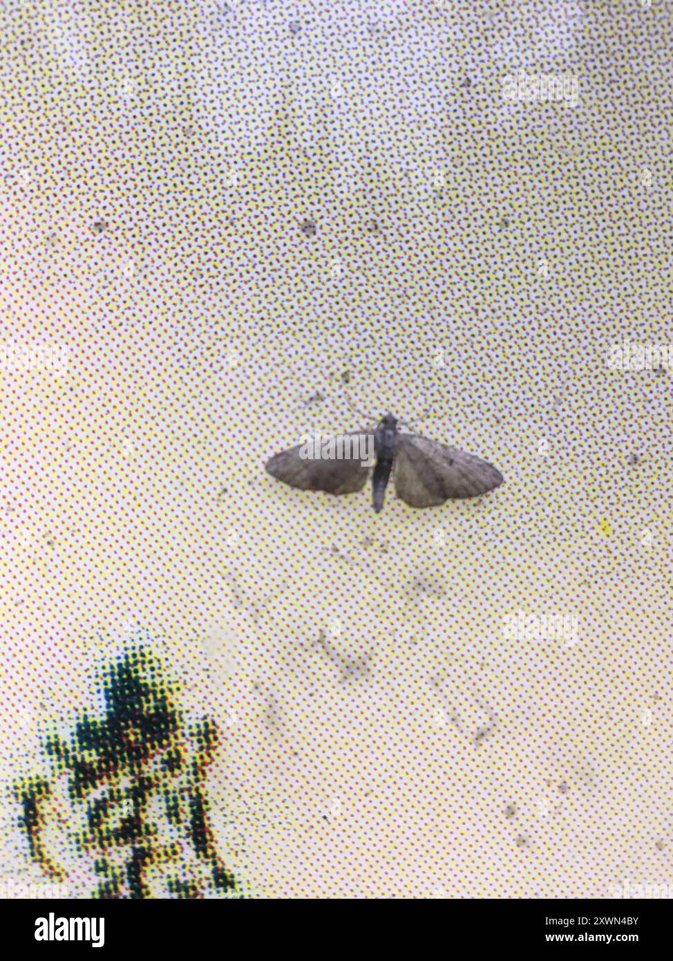 Common Eupithecia Moth (Eupithecia miserulata) Insecta Stock Photo - Alamy