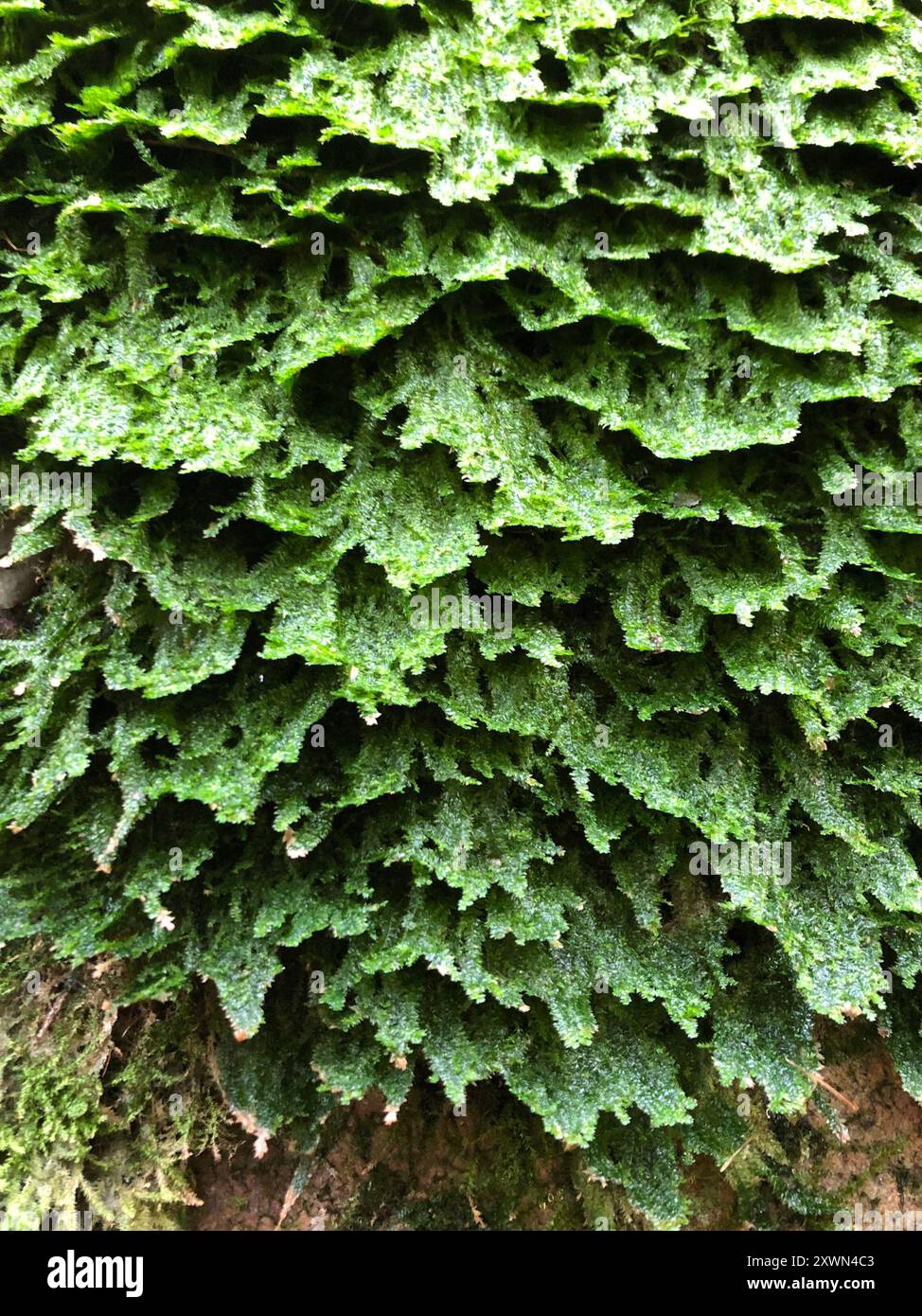 shingle moss (Neckera pennata) Plantae Stock Photo - Alamy