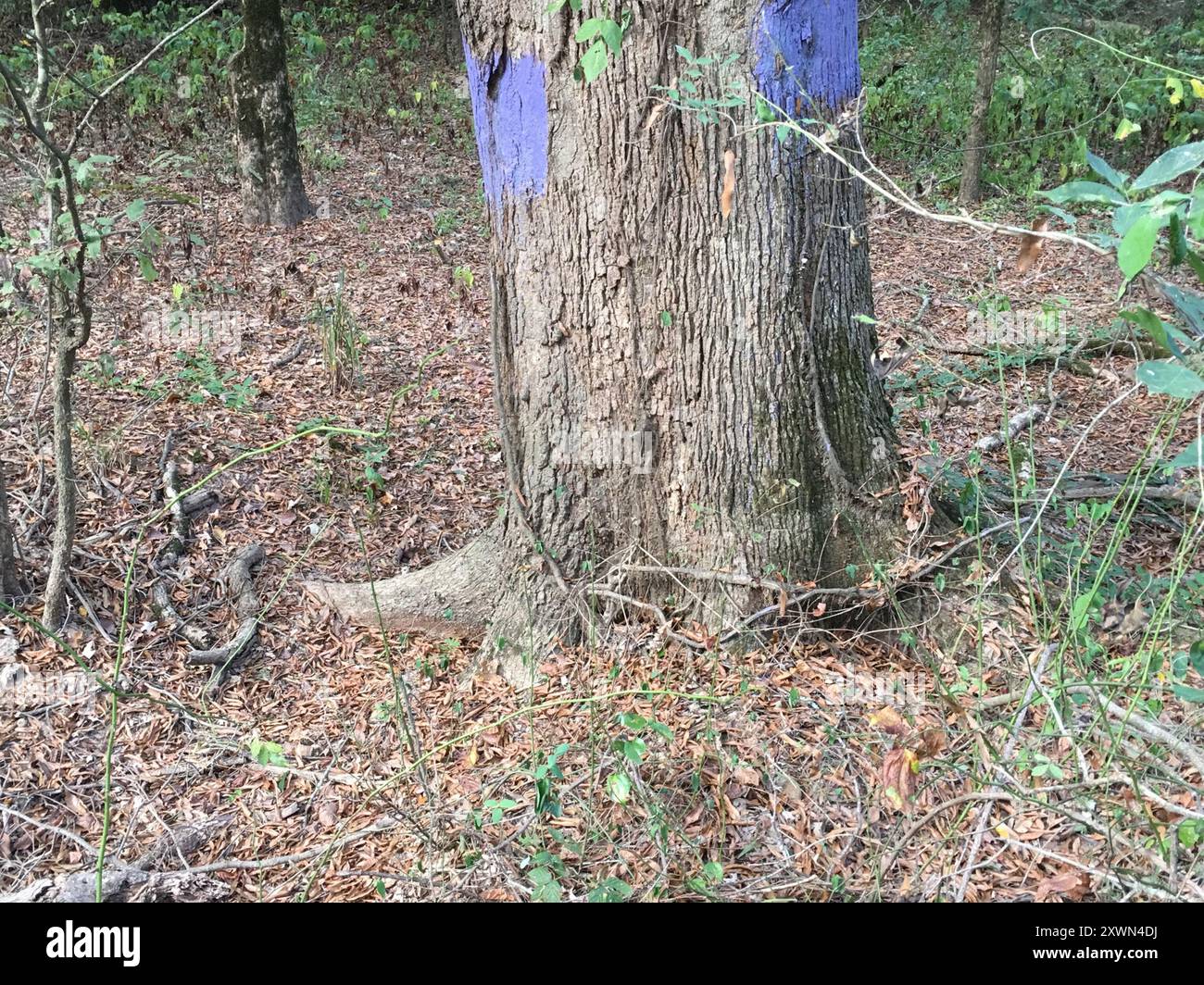 overcup oak (Quercus lyrata) Plantae Stock Photo - Alamy