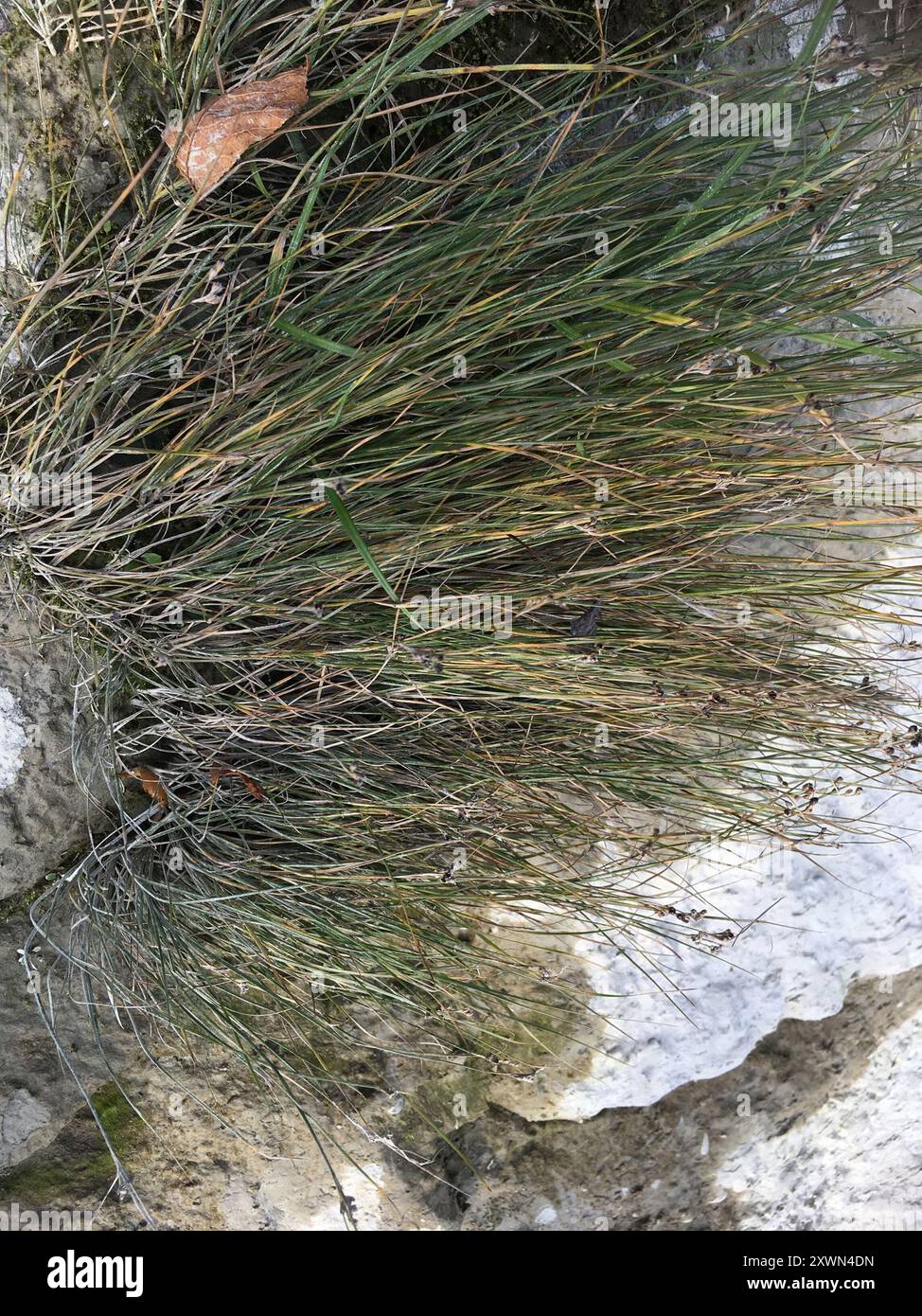 Flattened Rush (Juncus compressus) Plantae Stock Photo - Alamy