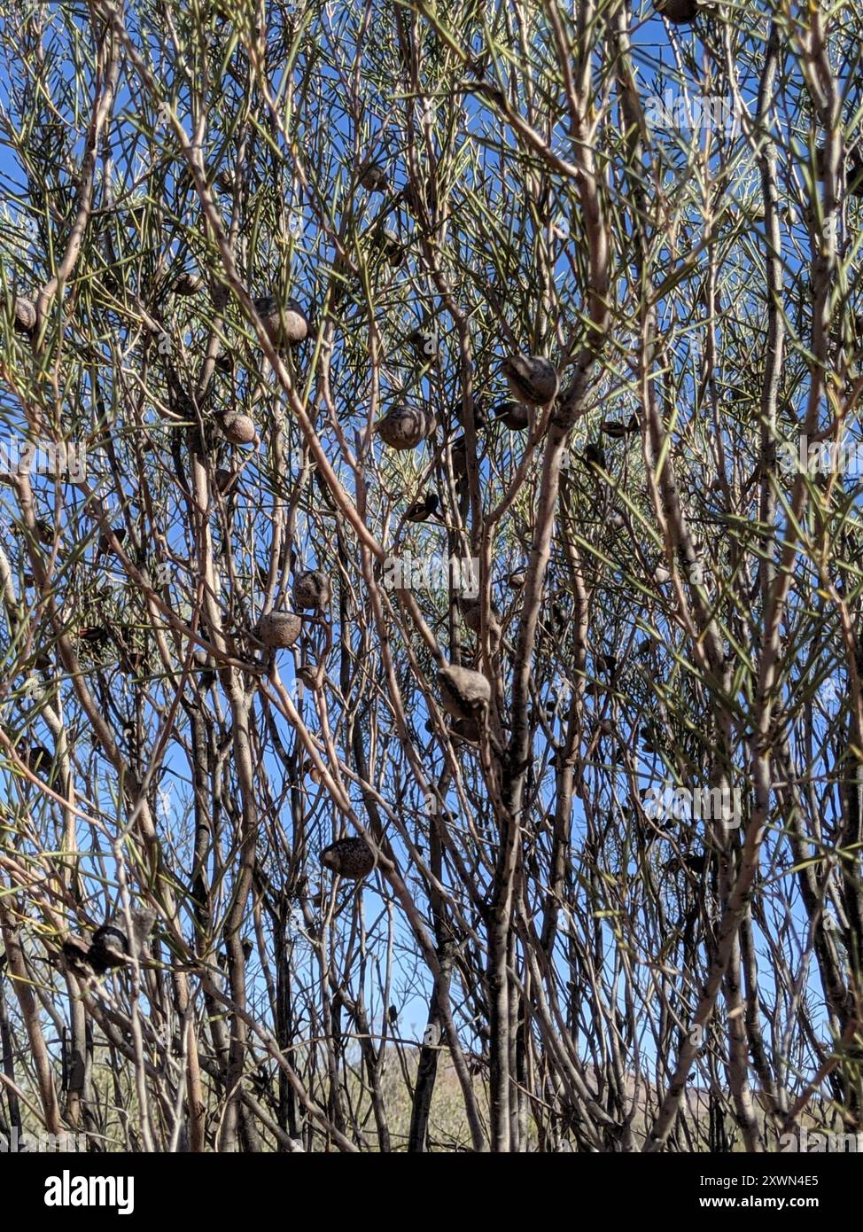 vascular plants (Tracheophyta) Plantae Stock Photo - Alamy