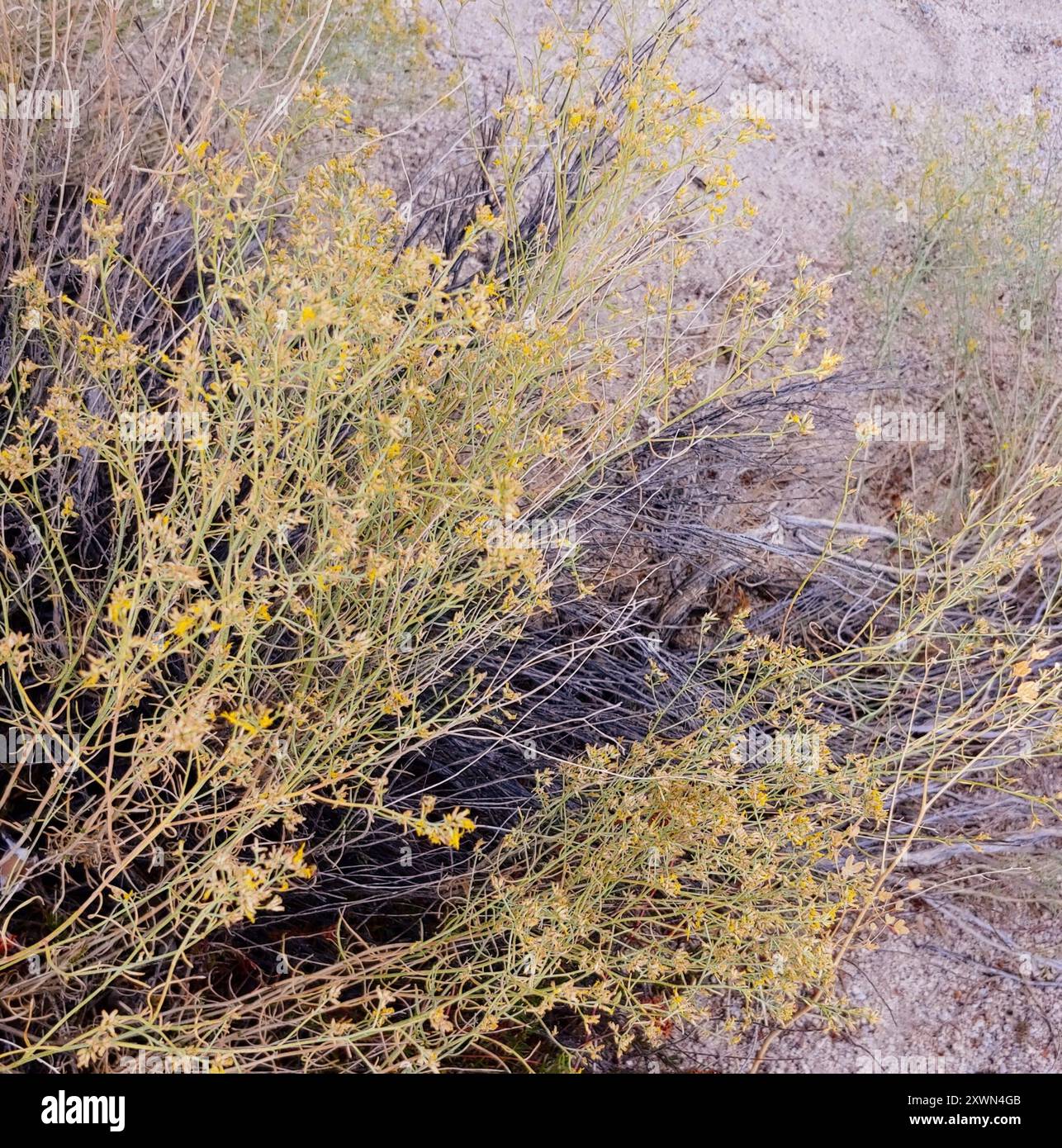 sticky snakeweed (Gutierrezia microcephala) Plantae Stock Photo - Alamy