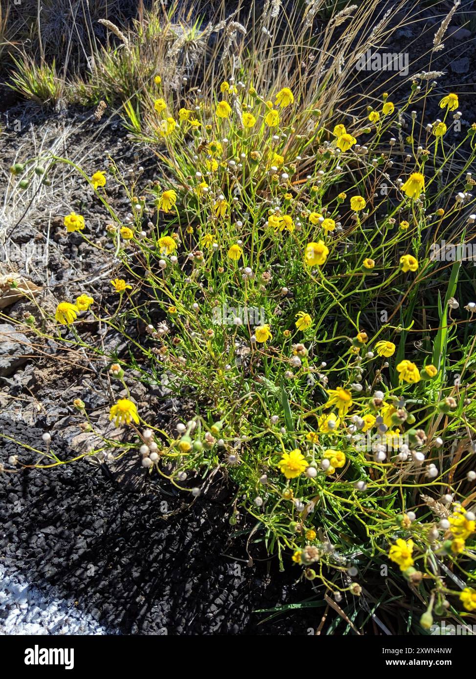 Senecio madagascariensis hi-res stock photography and images - Alamy