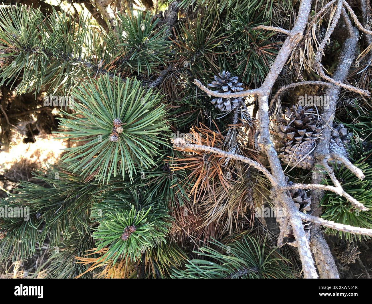 Monterey pine (Pinus radiata) Plantae Stock Photo - Alamy