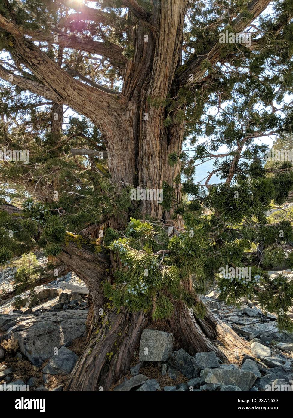 Juniperus grandis hi-res stock photography and images - Alamy