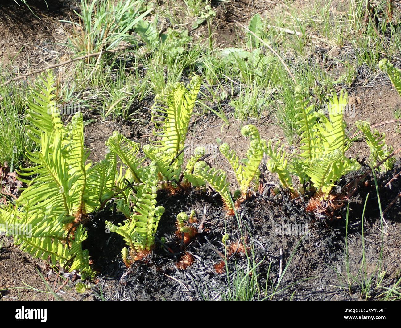 Leathery Hard Fern (Lomariocycas tabularis) Plantae Stock Photo - Alamy