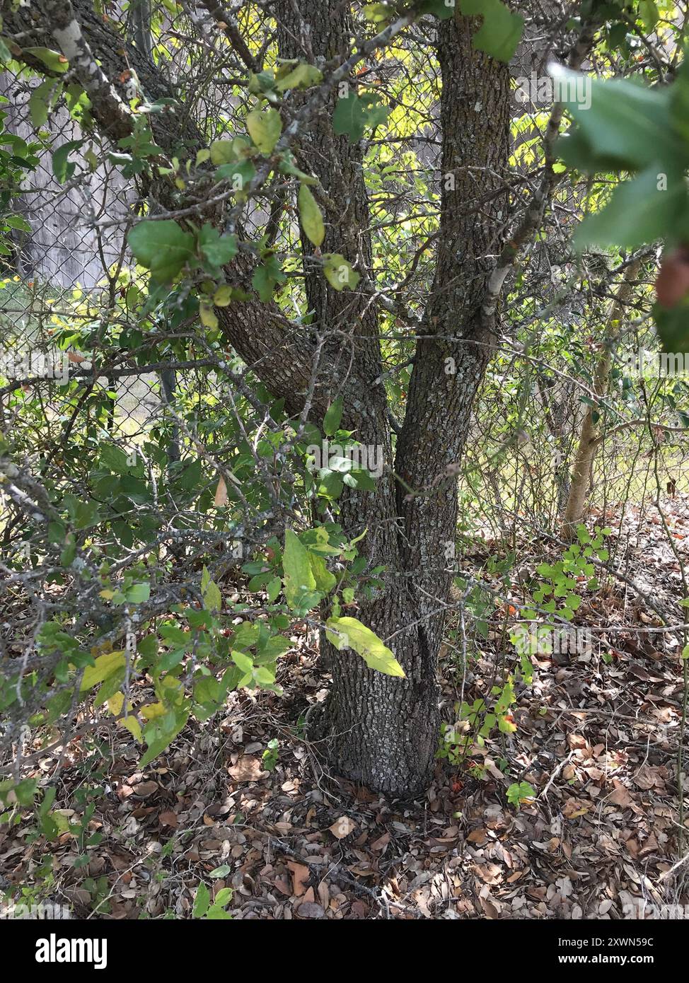Texas live oak (Quercus fusiformis) Plantae Stock Photo - Alamy