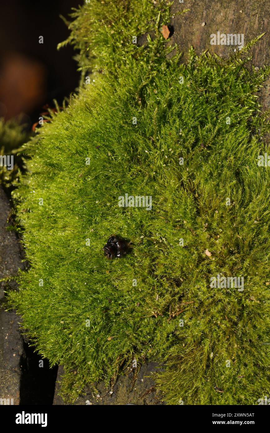 creeping feather-moss (Amblystegium serpens) Plantae Stock Photo - Alamy