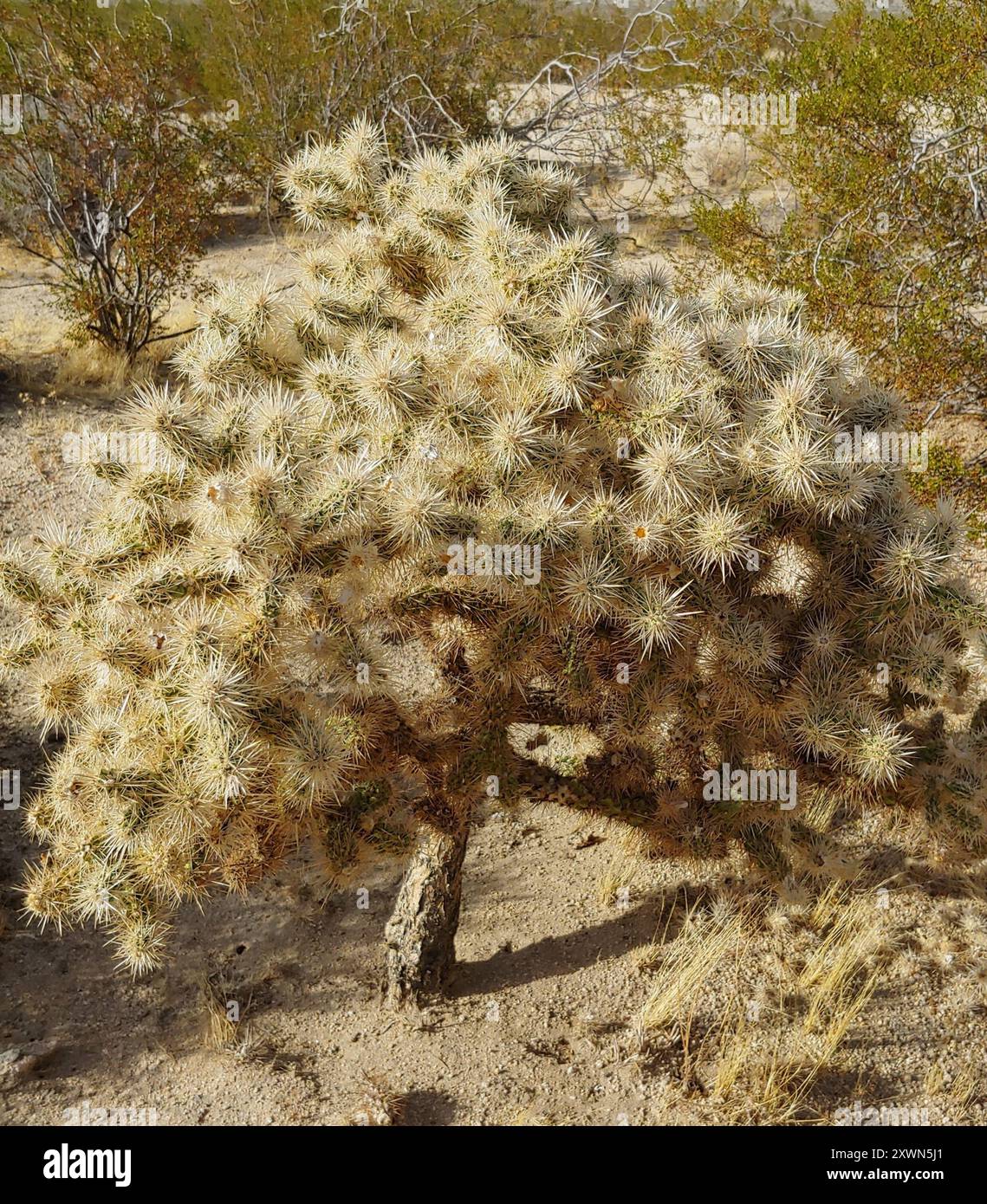 Silver Cholla (Cylindropuntia echinocarpa) Plantae Stock Photo - Alamy