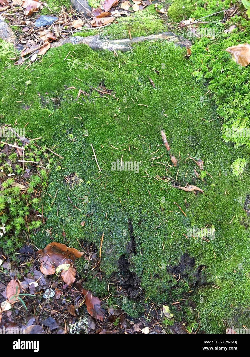 liverworts (Marchantiophyta) Plantae Stock Photo - Alamy