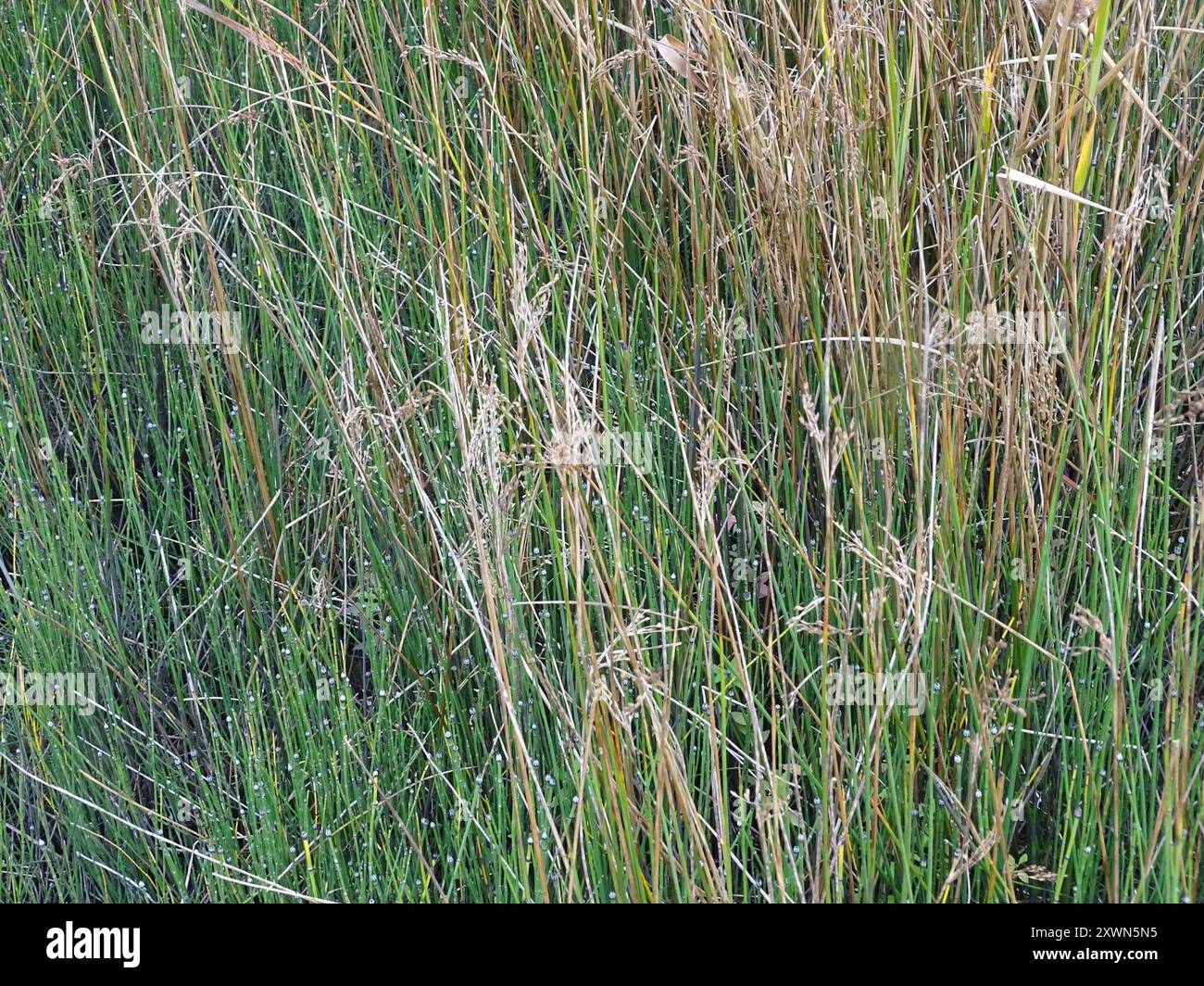 Baltic Rush (Juncus balticus) Plantae Stock Photo - Alamy