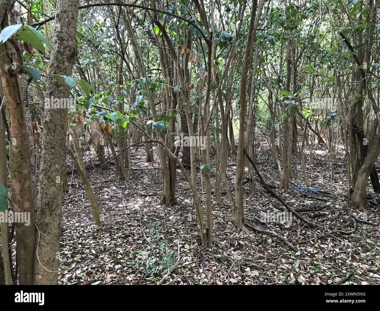 tree privet (Ligustrum lucidum) Plantae Stock Photo - Alamy