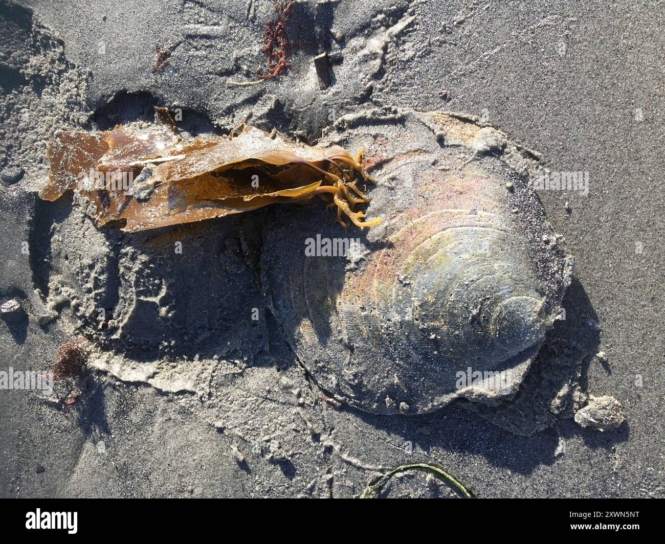 Atlantic deep-sea scallop (Placopecten magellanicus) Mollusca Stock ...