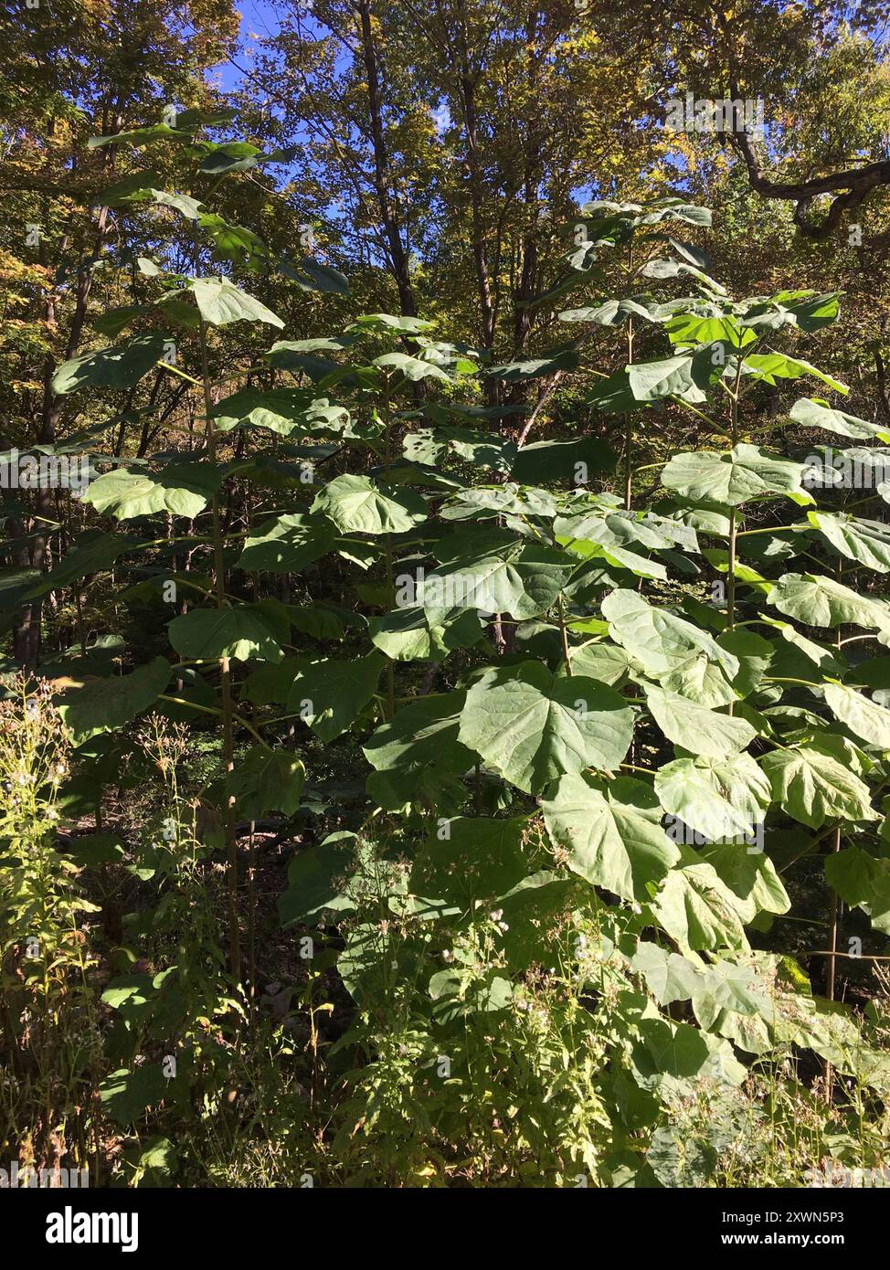 princess tree (Paulownia tomentosa) Plantae Stock Photo - Alamy
