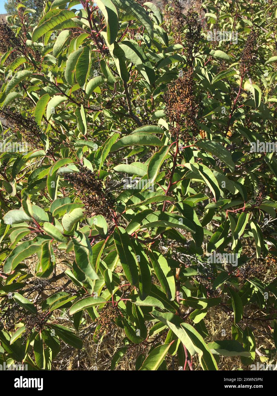 laurel sumac (Malosma laurina) Plantae Stock Photo - Alamy