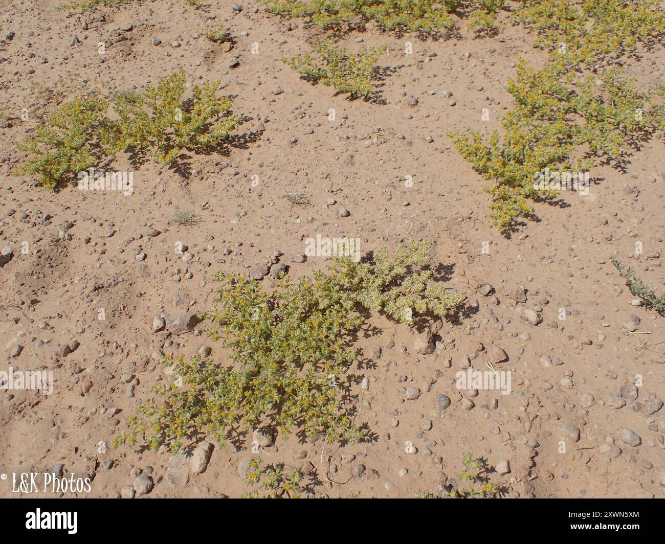 simple-leaved bean caper (Tetraena simplex) Plantae Stock Photo - Alamy