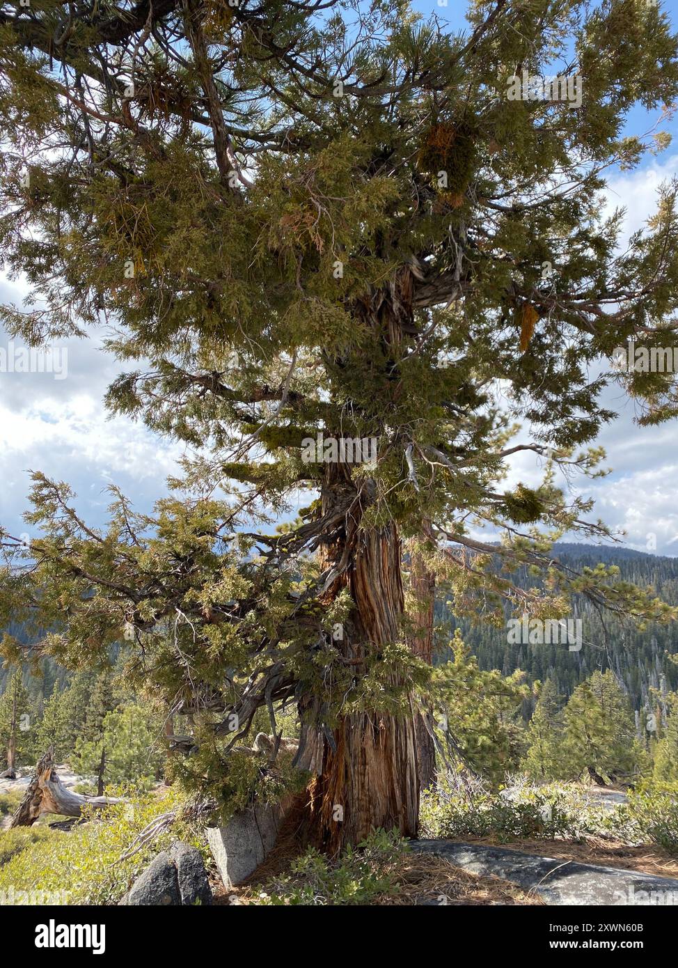 Juniperus grandis hi-res stock photography and images - Alamy