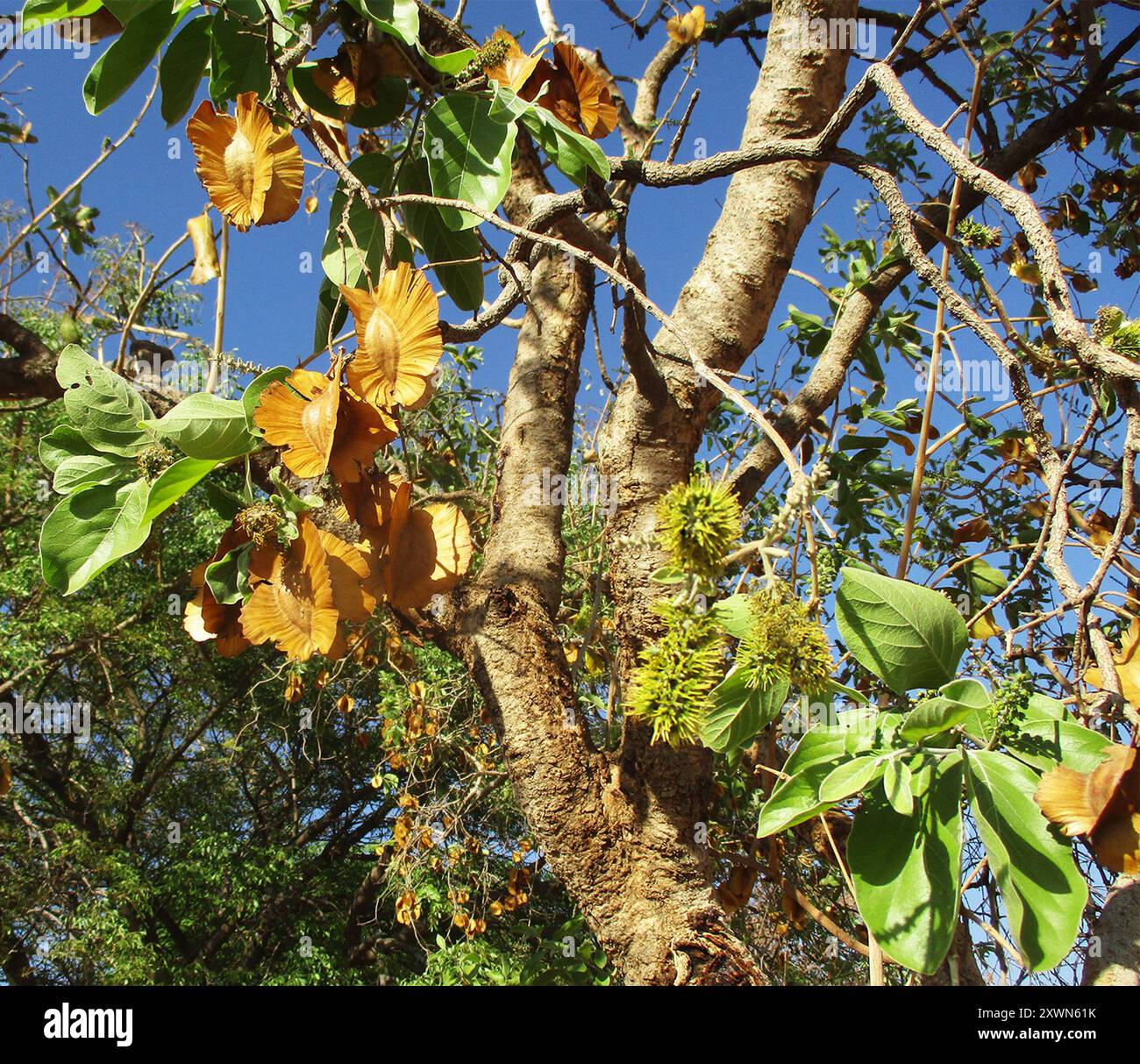 Largefruit Bushwillow (Combretum zeyheri) Plantae Stock Photo - Alamy