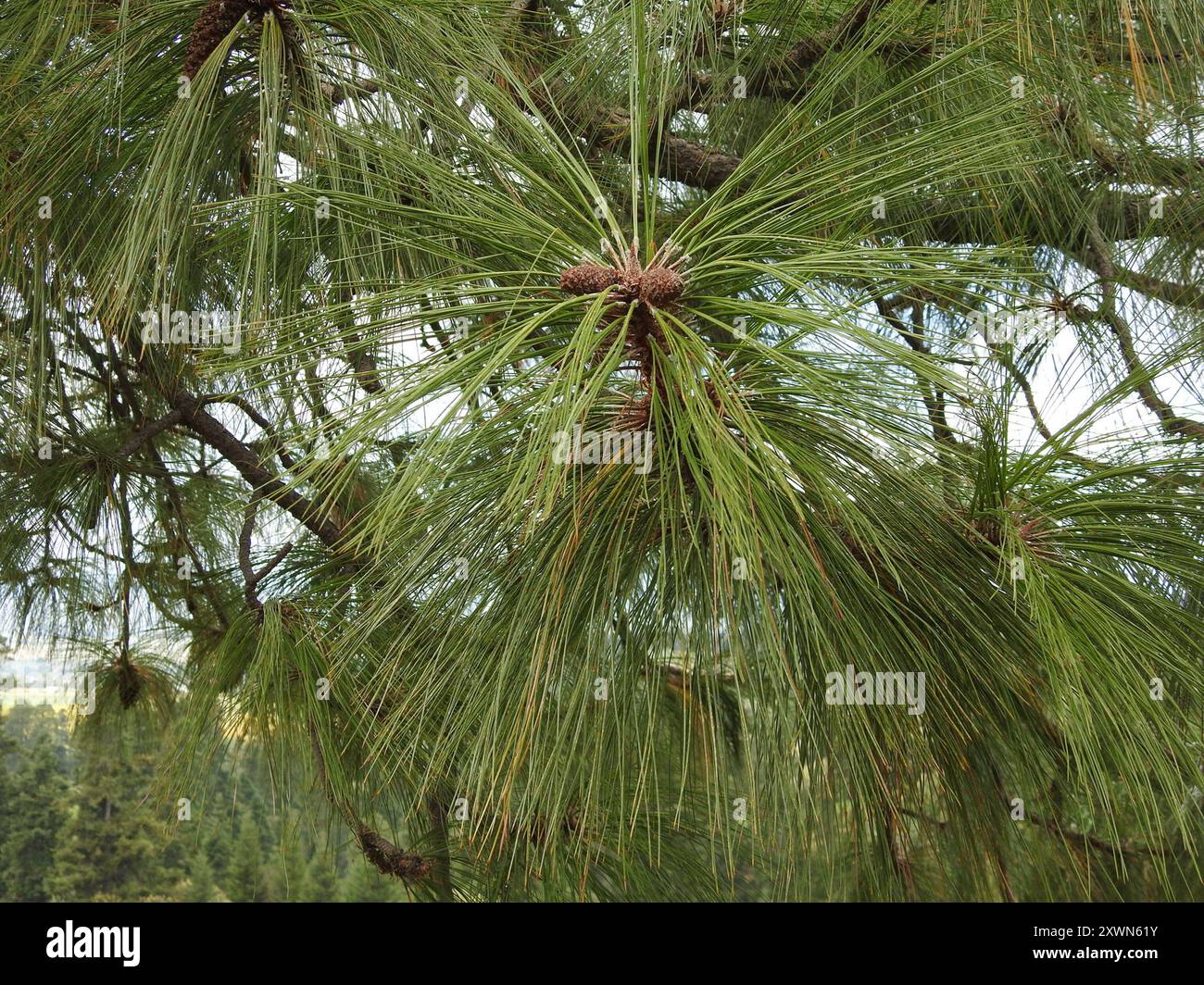 Montezuma pine (Pinus montezumae) Plantae Stock Photo - Alamy