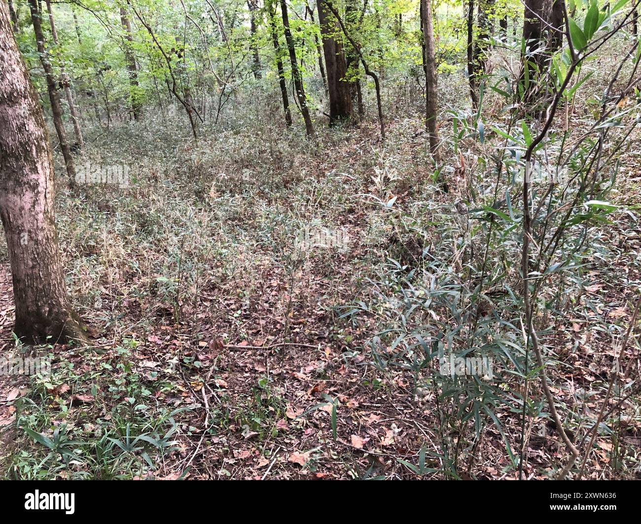 river cane (Arundinaria gigantea) Plantae Stock Photo - Alamy